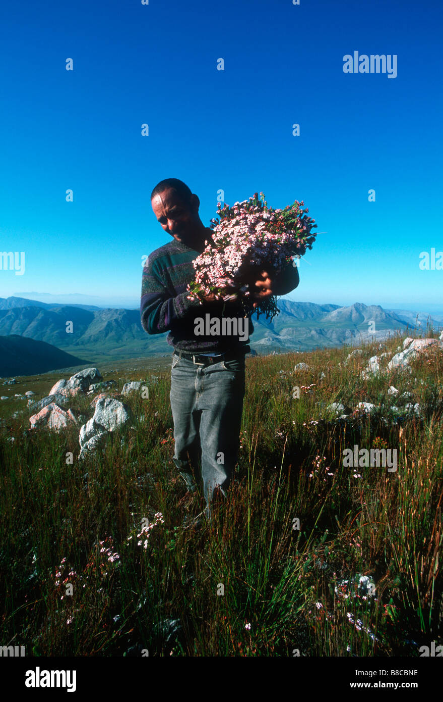 Fynbos habitat hi-res stock photography and images - Alamy