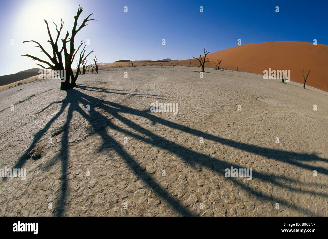 DEAD TREES in desert Stock Photo - Alamy