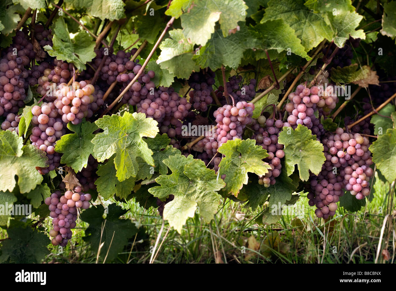 British grapes hi-res stock photography and images - Alamy