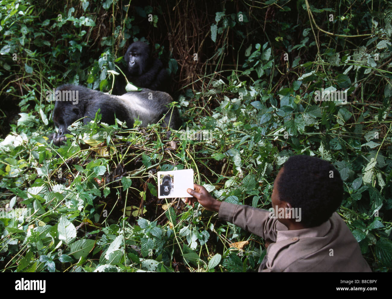 GORILLA & park guard Stock Photo - Alamy