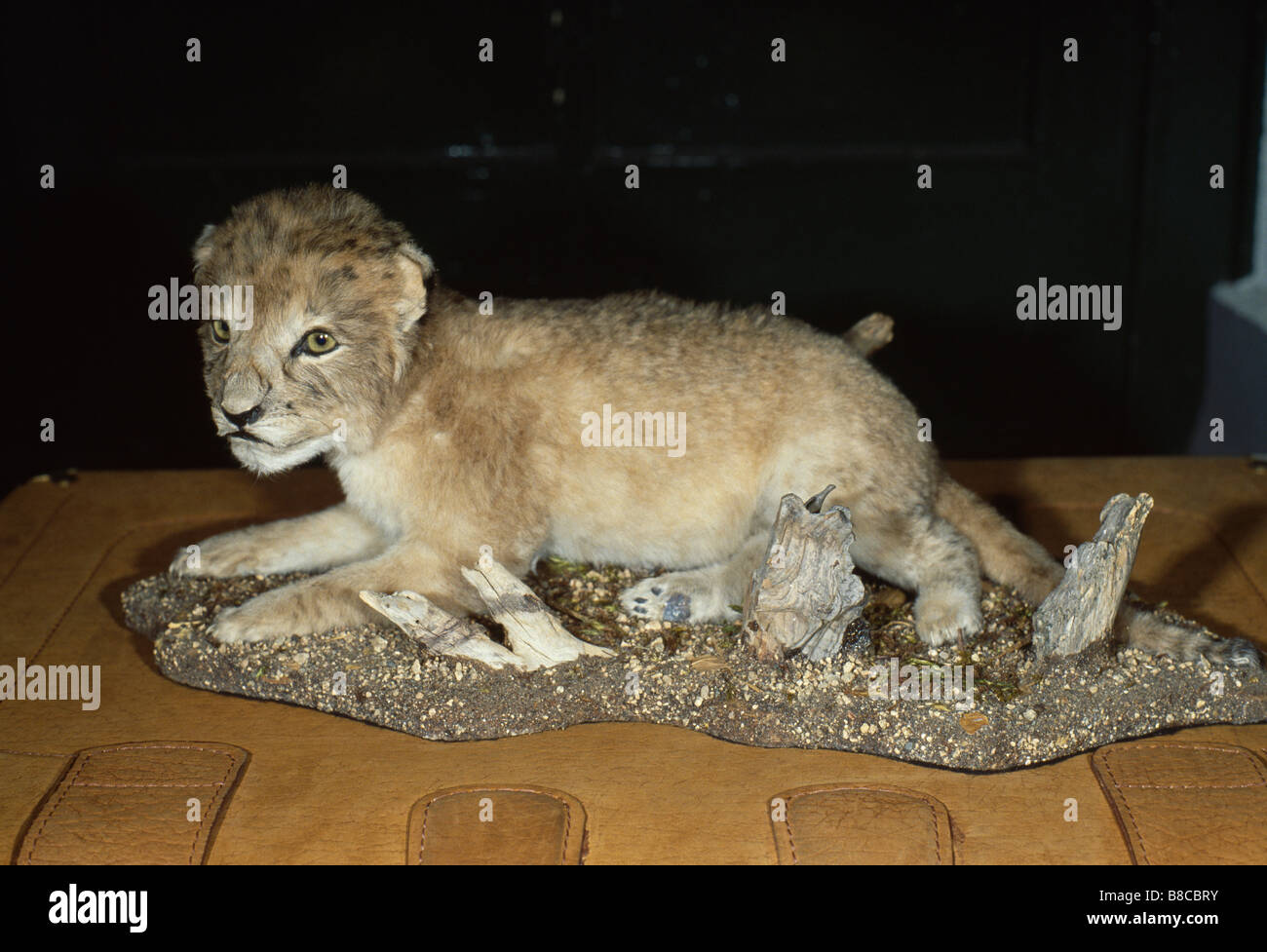 Stuffed lions hi-res stock photography and images - Alamy