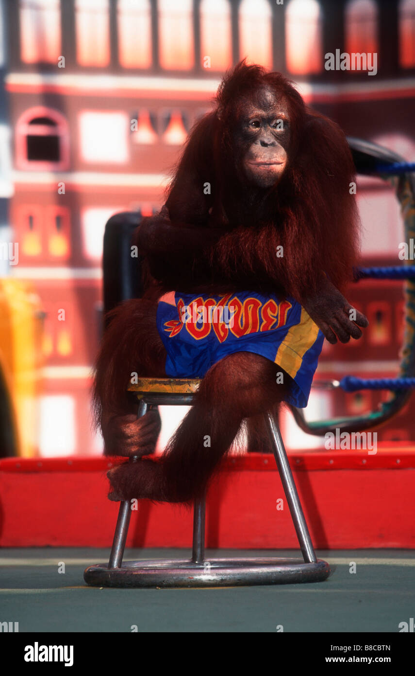 Boxing orangutans hi-res stock photography and images - Alamy