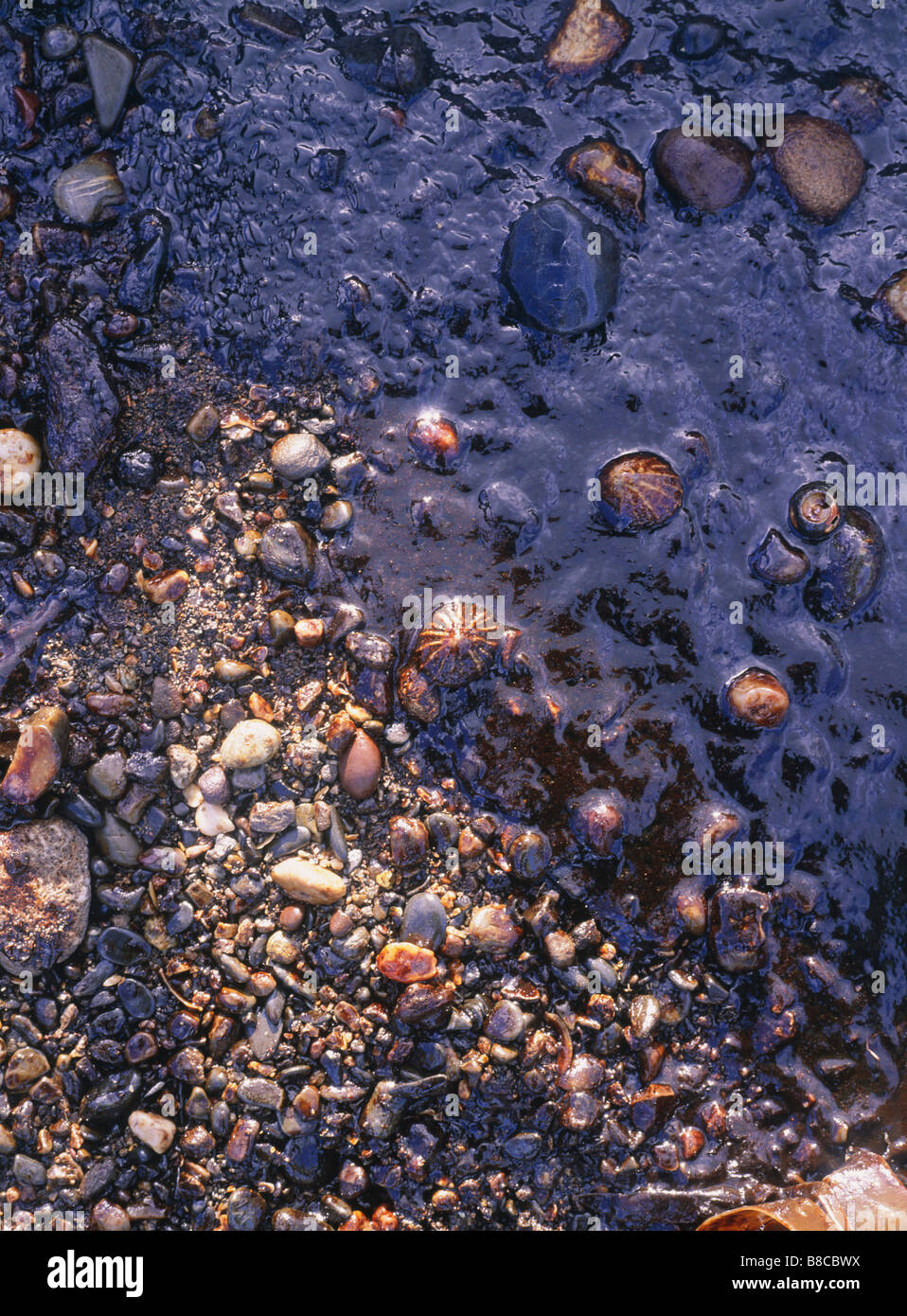 Sea limpets hi-res stock photography and images - Alamy