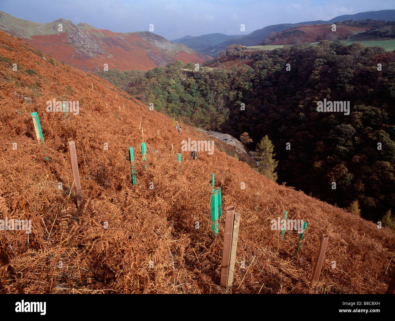 Replanting tree hi-res stock photography and images - Alamy