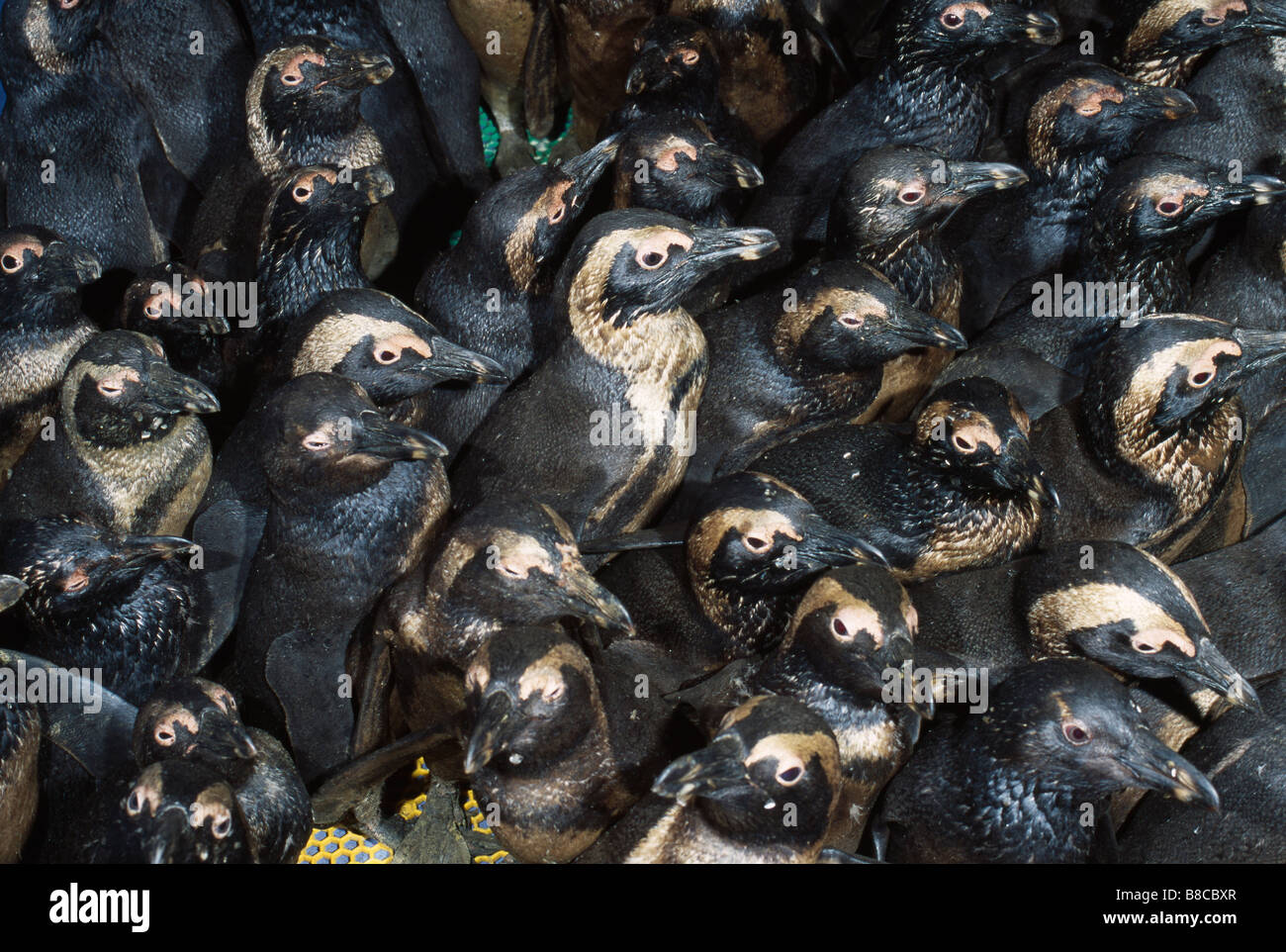Rescue penguins hi-res stock photography and images - Alamy