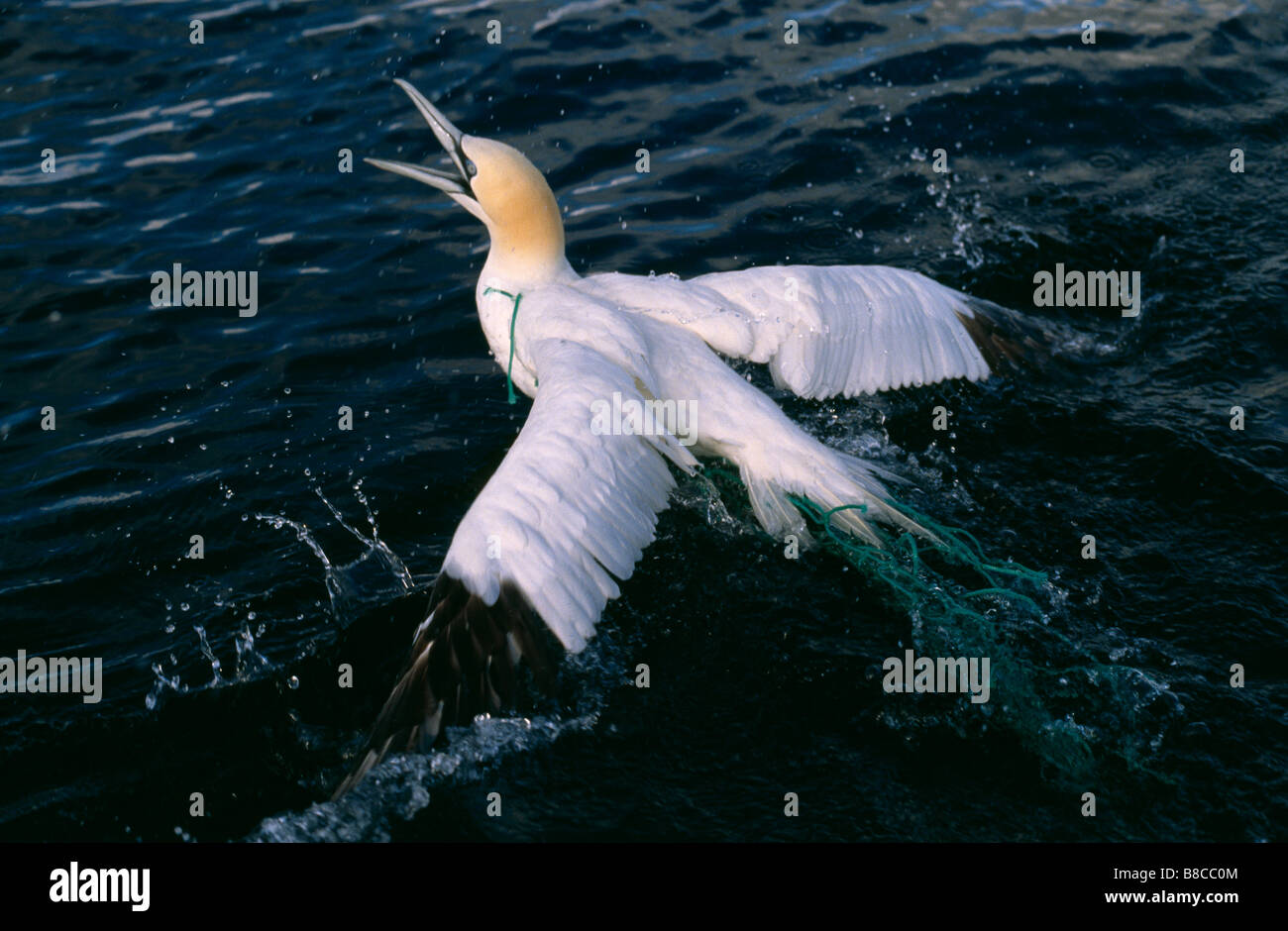 GANNET in net Stock Photo - Alamy