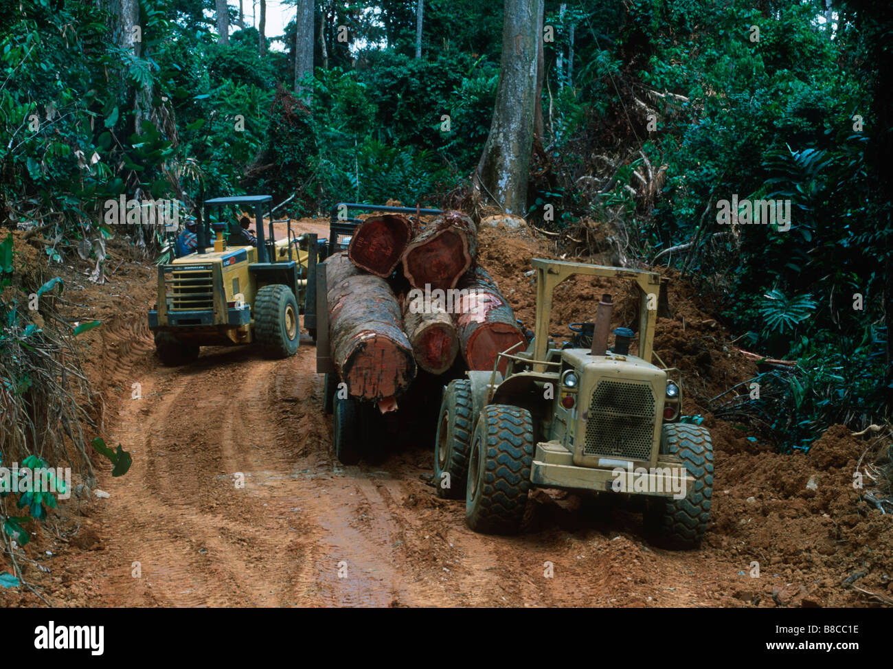 Rainforest logging hi-res stock photography and images - Alamy