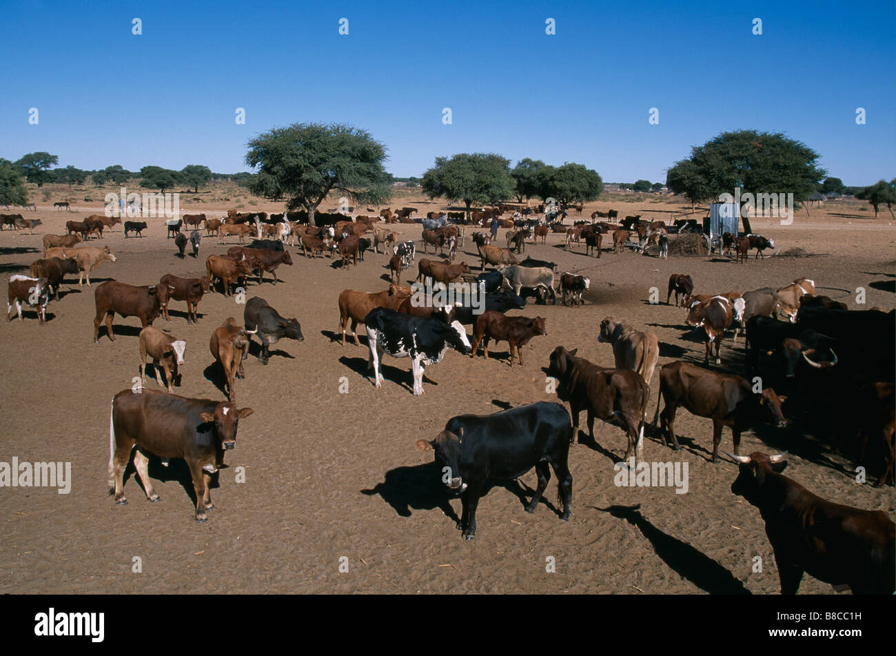 Overgrazing cattle africa hi-res stock photography and images - Alamy