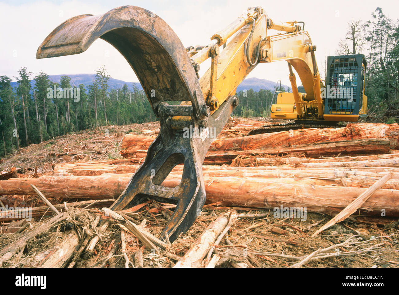 Clear felling australia hi-res stock photography and images - Alamy
