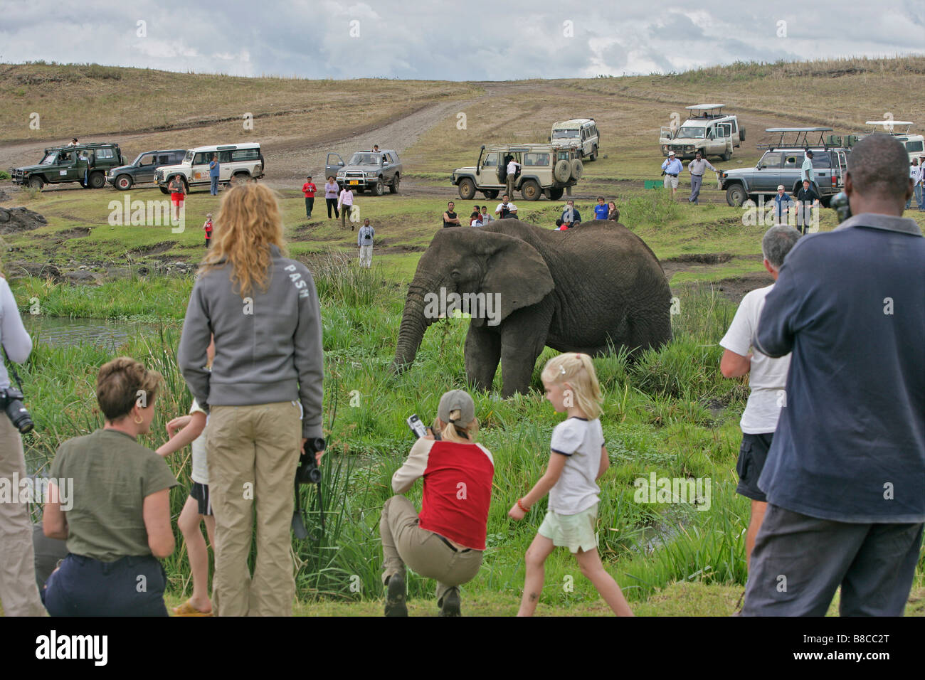 Stressed elephant hi-res stock photography and images - Alamy
