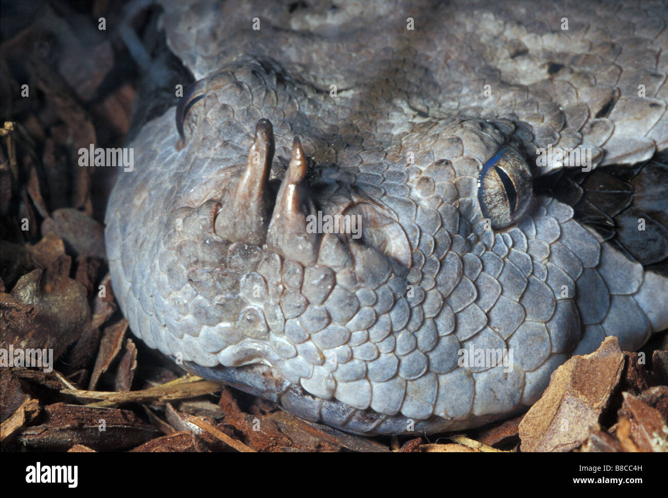 Gaboon viper Bitis gabonica, Viperidae, African poisonous snake Stock ...