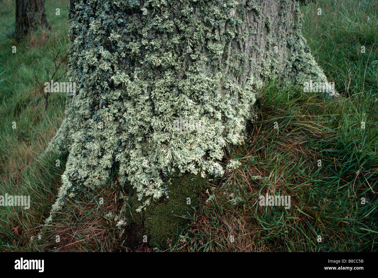 OAK MOSS LICHEN Stock Photo - Alamy