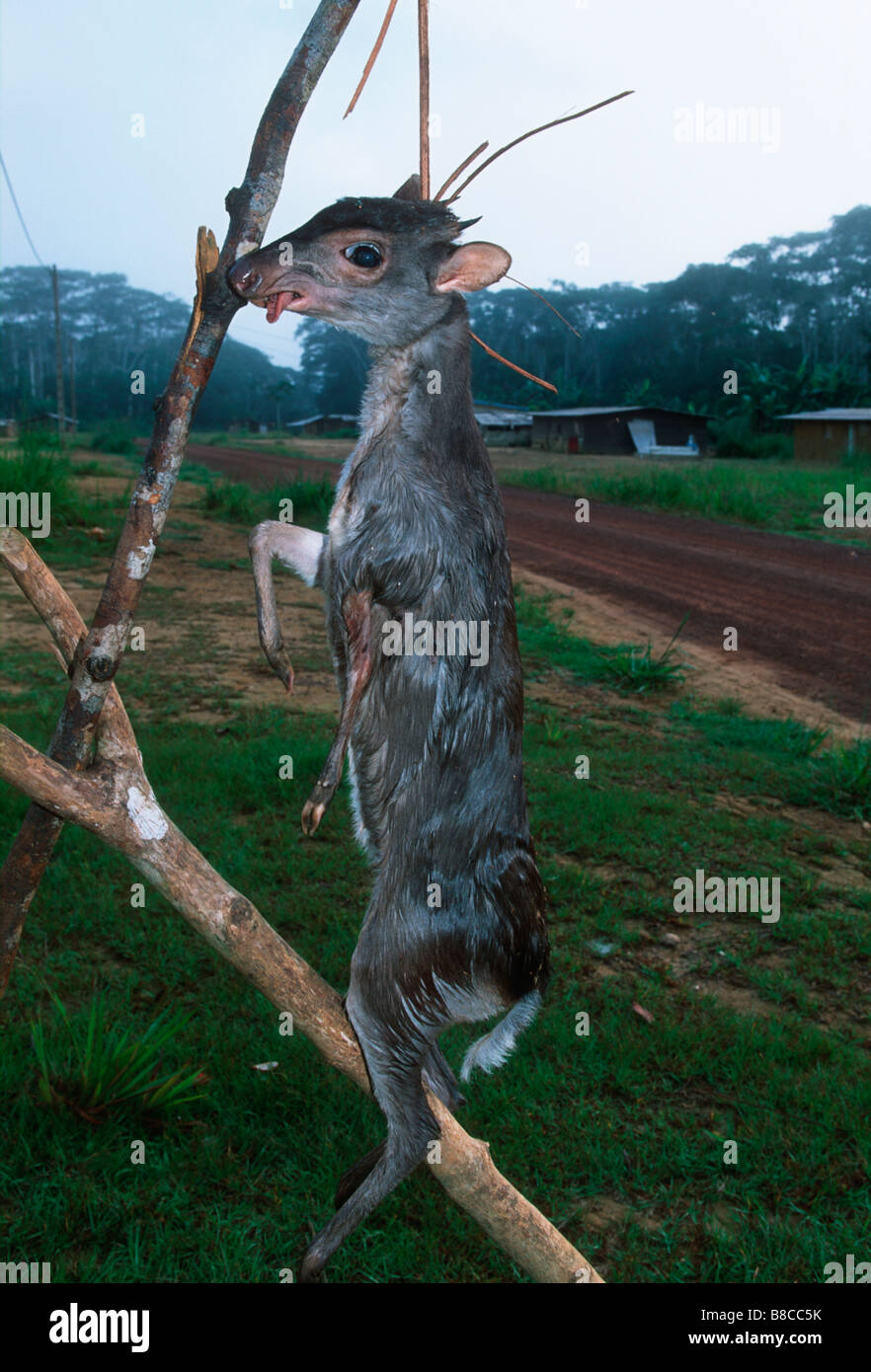 Bushmeat for sale hi-res stock photography and images - Alamy
