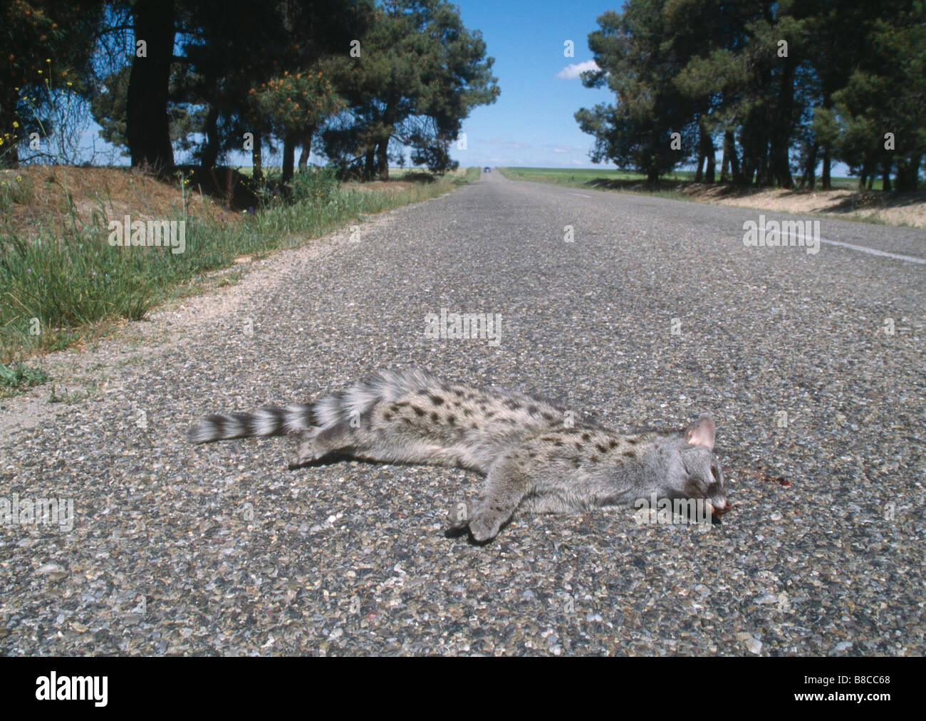 Dead cars hi-res stock photography and images - Alamy