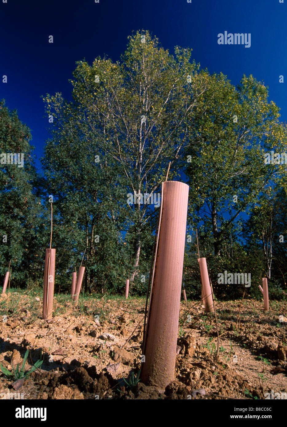 Young trees with tree guards hi-res stock photography and images - Alamy