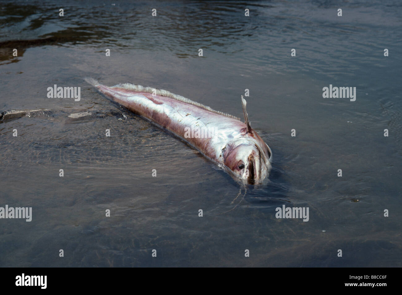 Dynamite fishing hi-res stock photography and images - Alamy