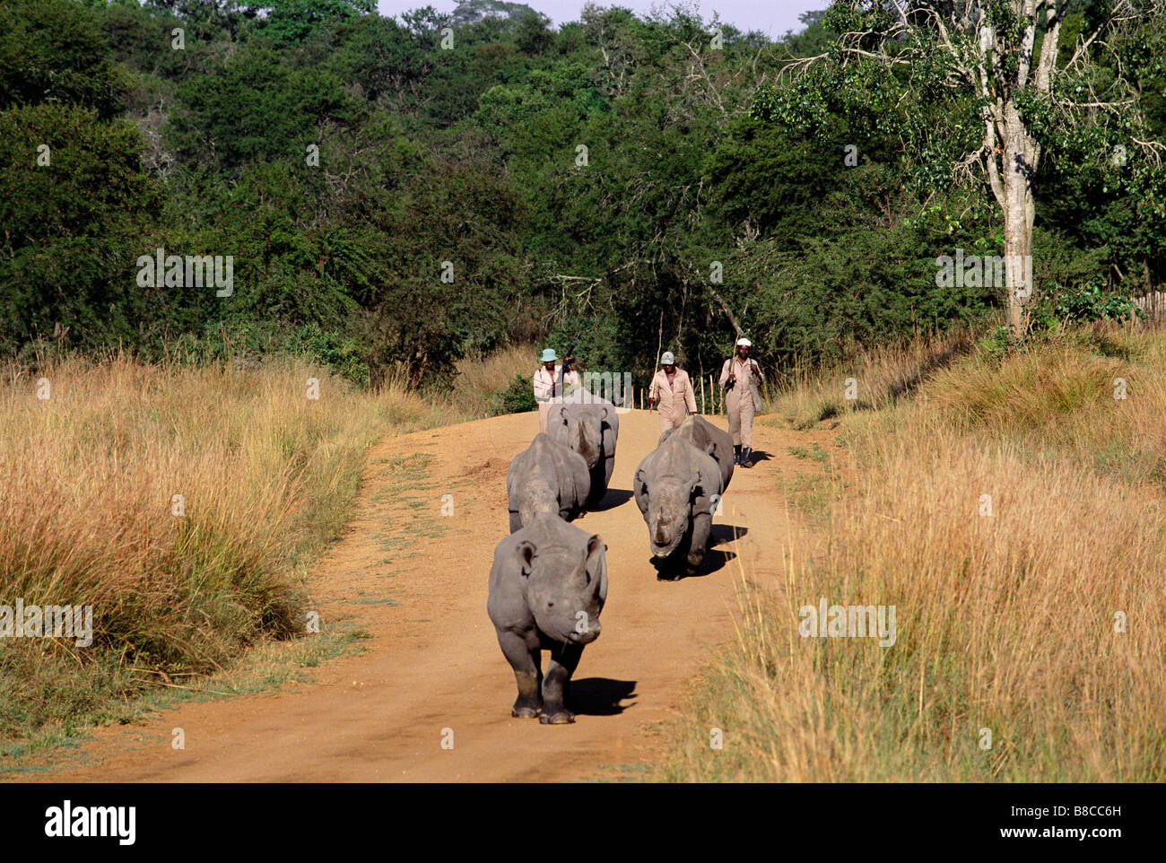 Rhino guards hi-res stock photography and images - Alamy