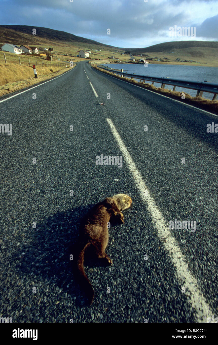 DEAD OTTER on road Stock Photo - Alamy