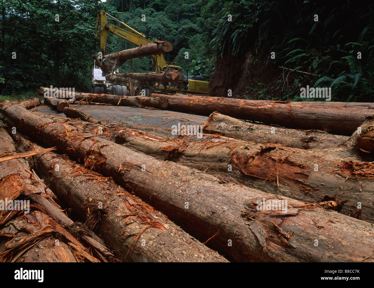 Logging rainforest south asia hi-res stock photography and images - Alamy