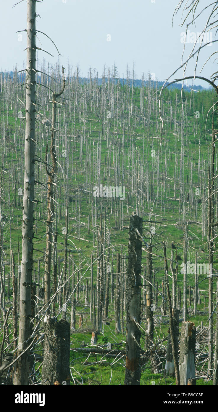 Dead spruce trees killed hi-res stock photography and images - Alamy