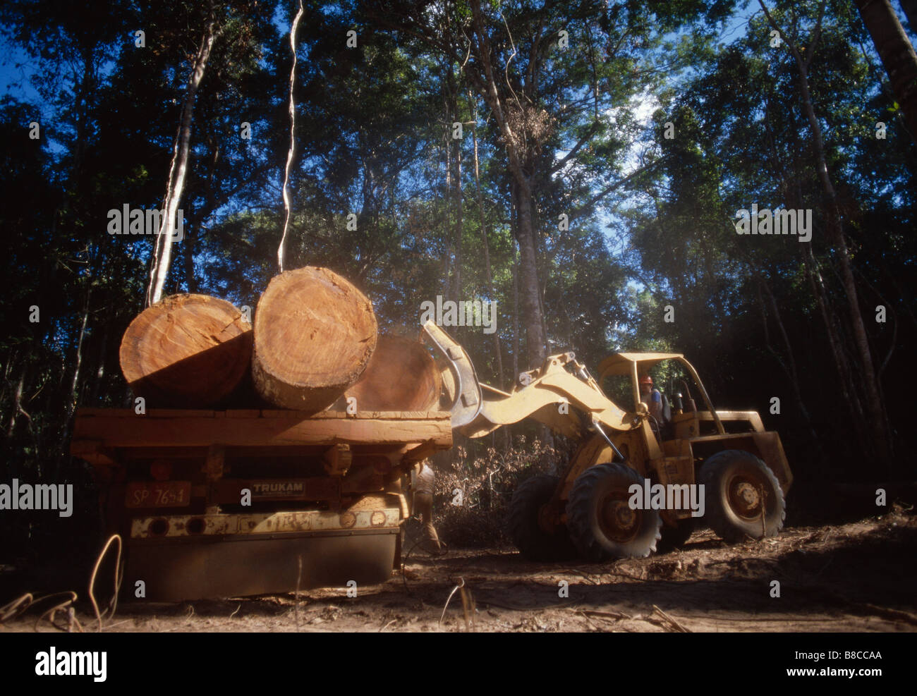 Rainforest logging hardwood hi-res stock photography and images - Alamy