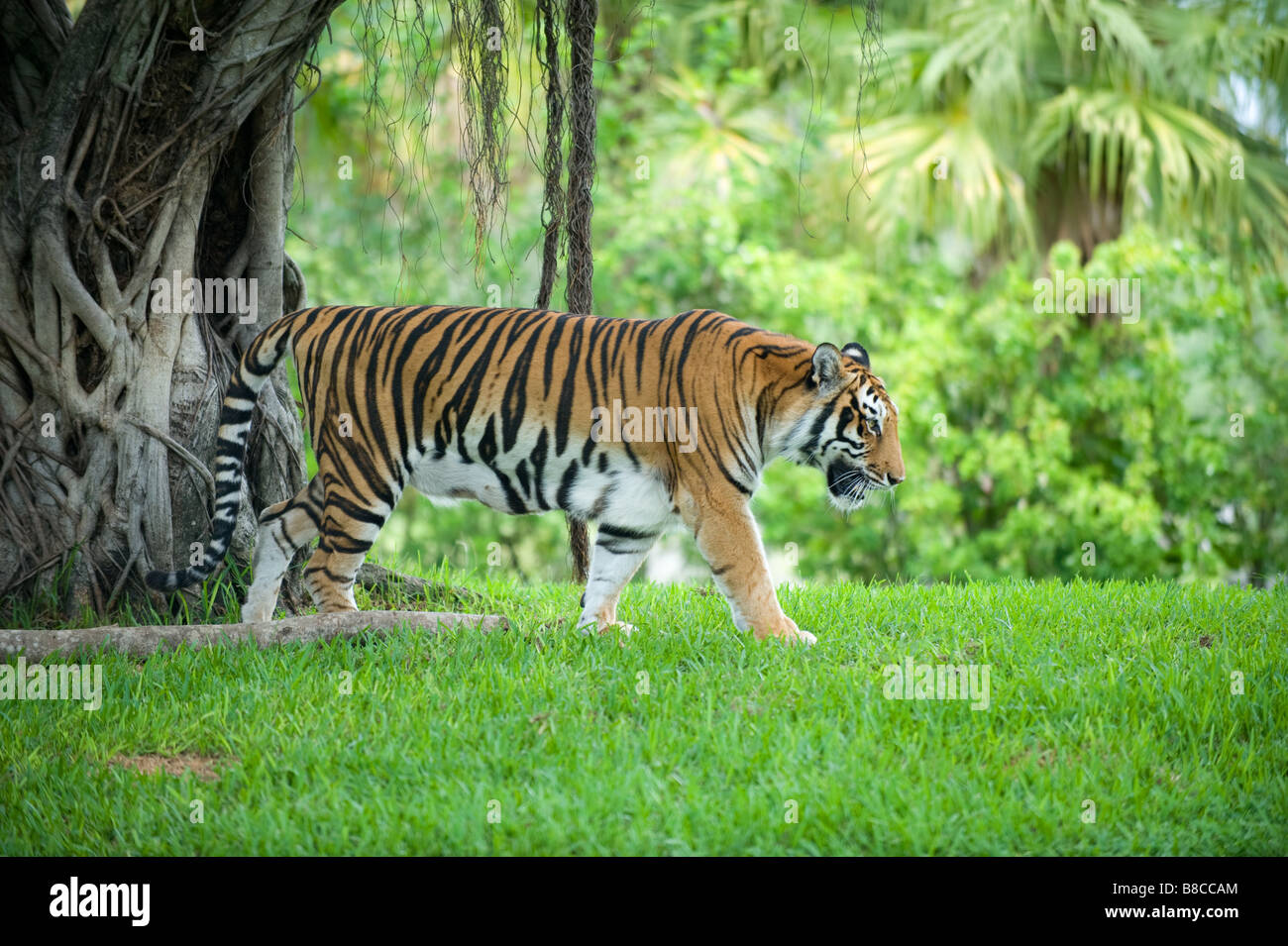 Tiger Walking outdoors Stock Photo - Alamy