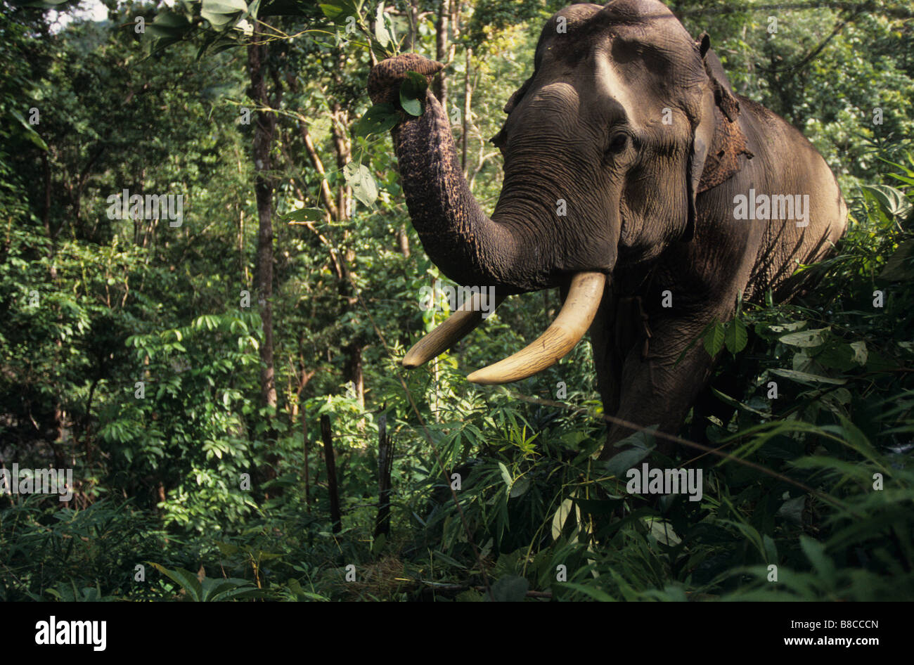 Logging elephants hi-res stock photography and images - Alamy
