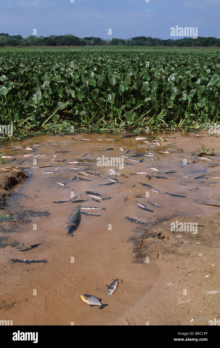 LAGOON DRYING UP Stock Photo - Alamy