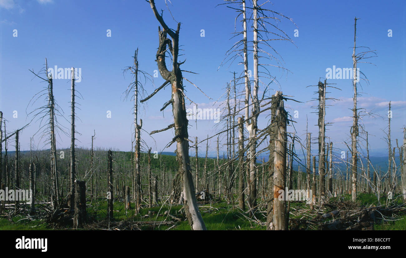 Acid rain forest hi-res stock photography and images - Alamy