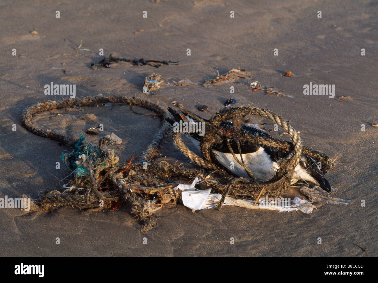 Dead razorbill hi-res stock photography and images - Alamy