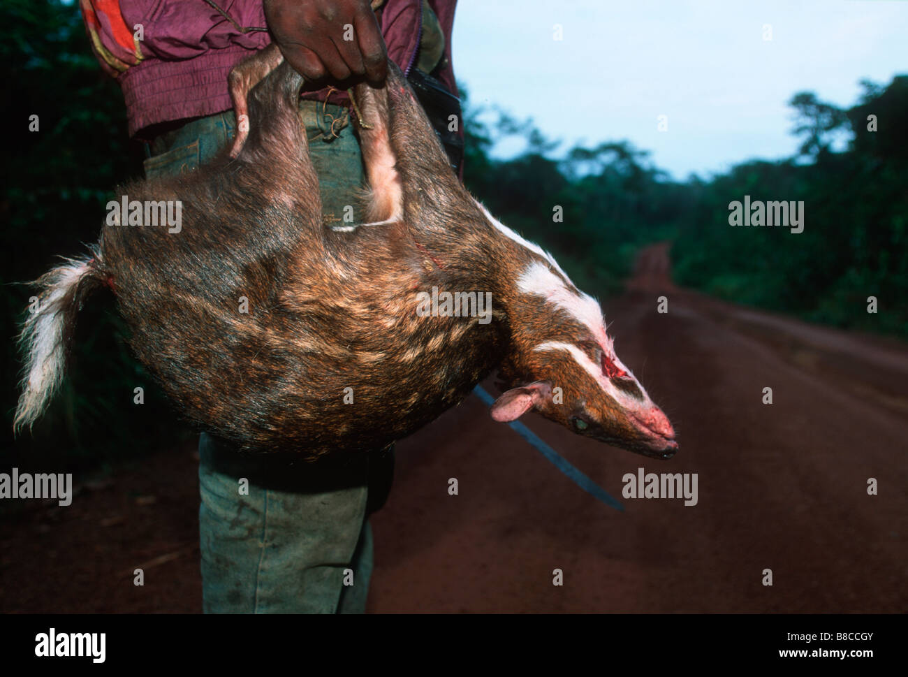 Bushmeat for sale hi-res stock photography and images - Alamy