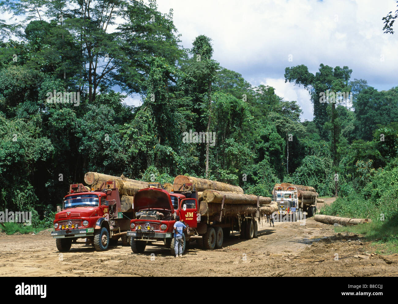 Logging truck transporting tree logs hi-res stock photography and ...