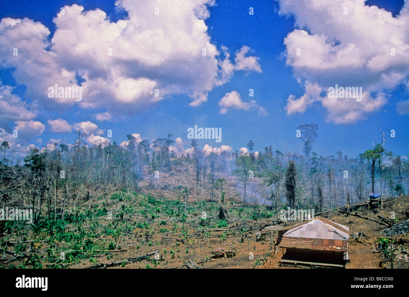 Planted forest hi-res stock photography and images - Alamy