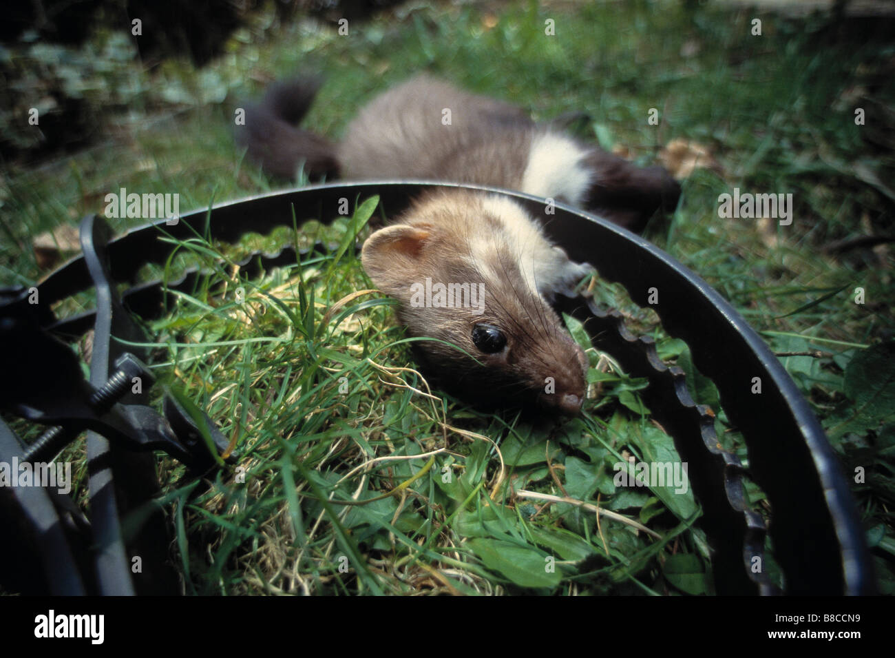 Marten trap hi-res stock photography and images - Alamy
