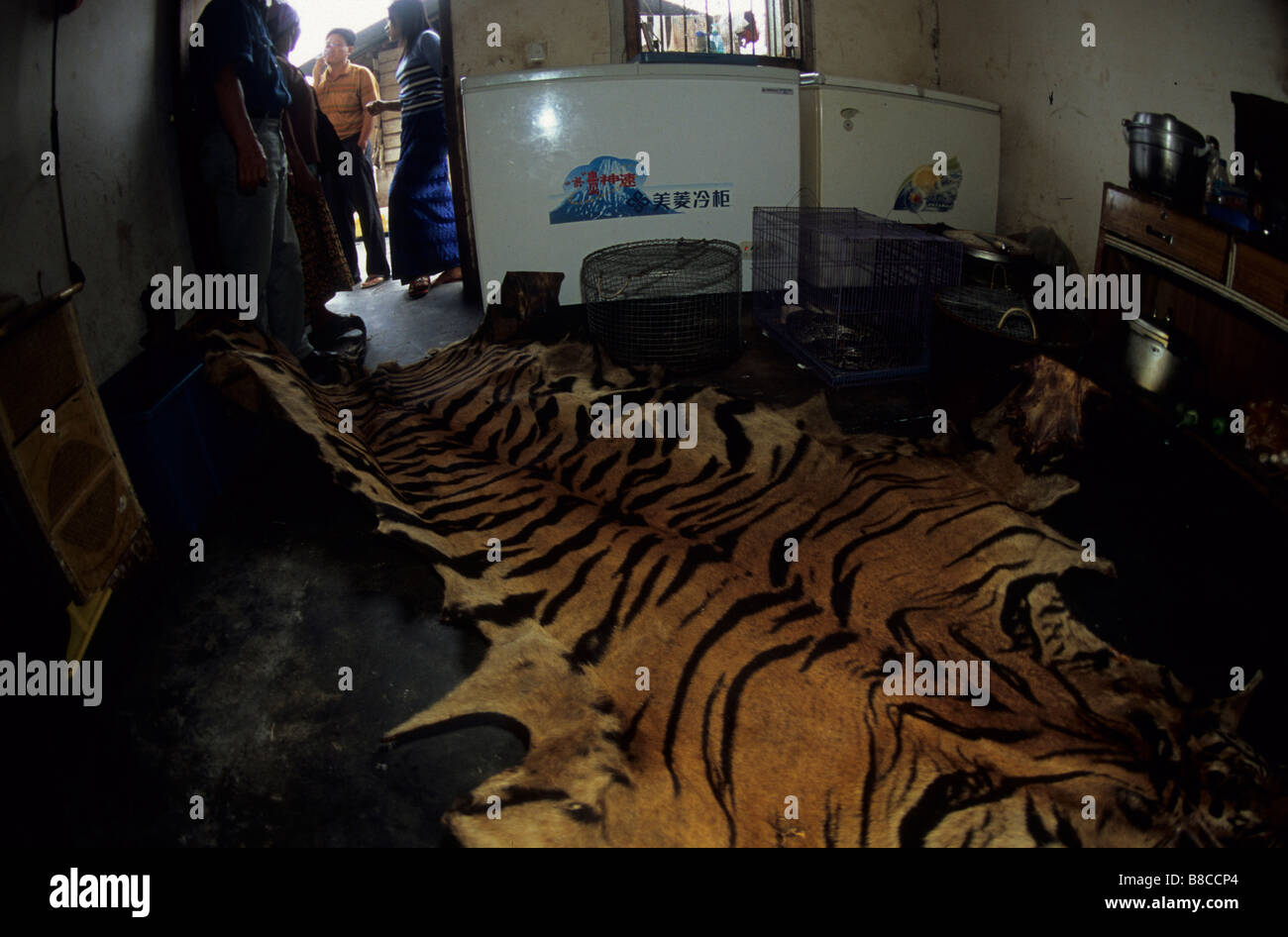 Tiger skins hi-res stock photography and images - Alamy