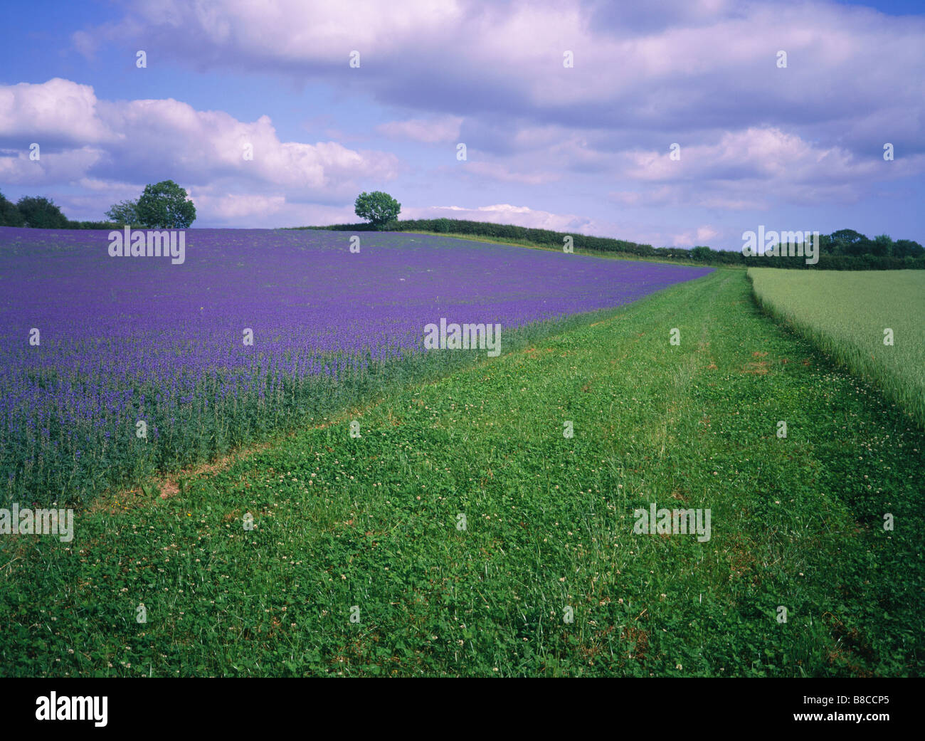 Lupin crop hi-res stock photography and images - Alamy