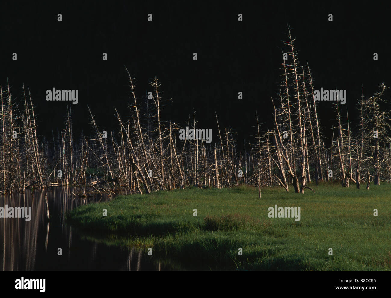 Flooded forest flood hi-res stock photography and images - Alamy