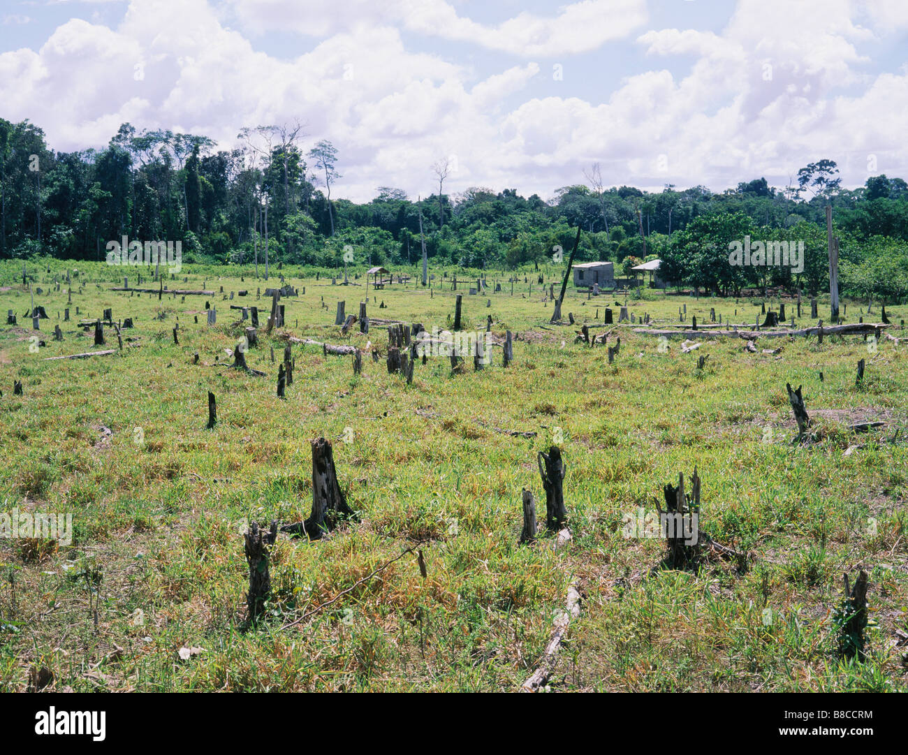 Tropical rainforest destroyed Stock Photo - Alamy