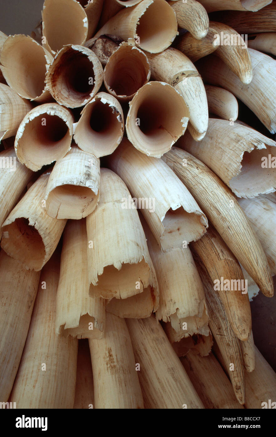 All ivory hi-res stock photography and images - Alamy