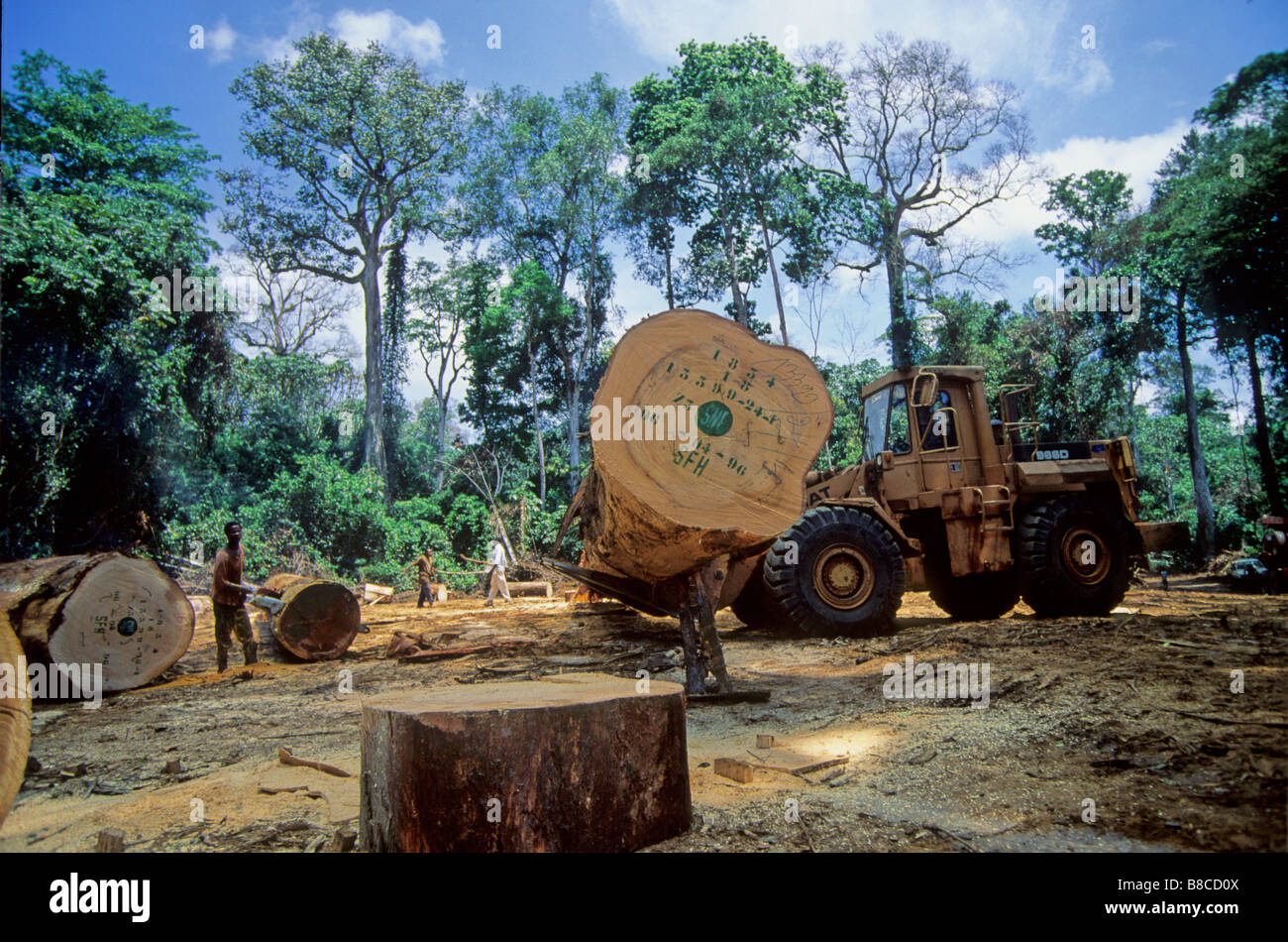 Loading logs in timber yard Stock Photo - Alamy