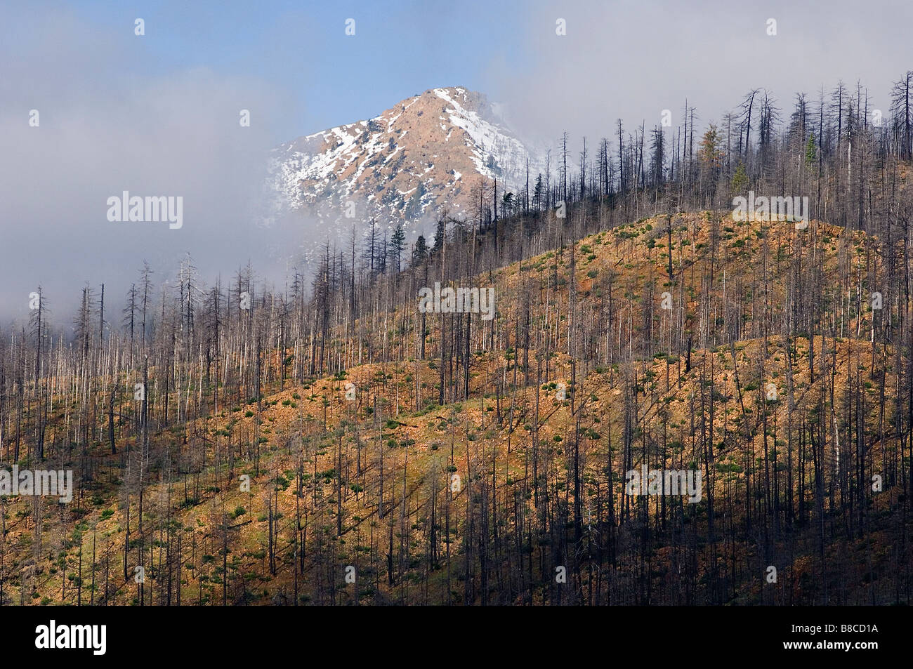 Siskiyou hi-res stock photography and images - Alamy