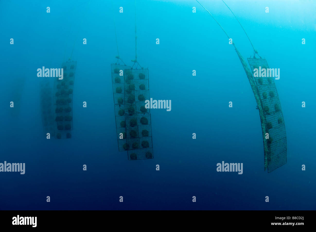Pearl Oyster farming Stock Photo - Alamy