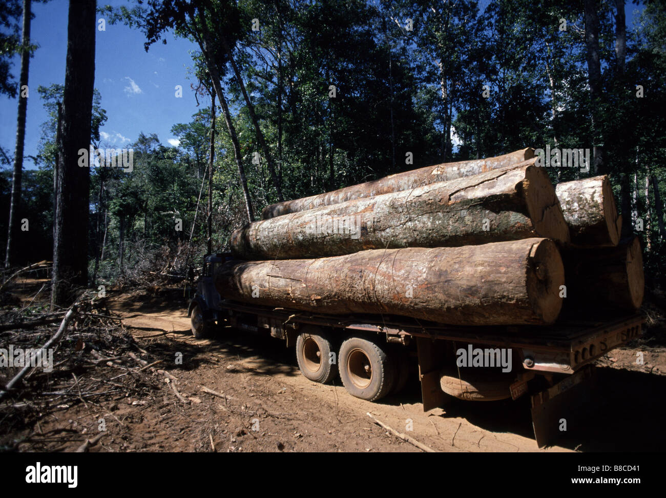 Rainforest logging hardwood hi-res stock photography and images - Alamy