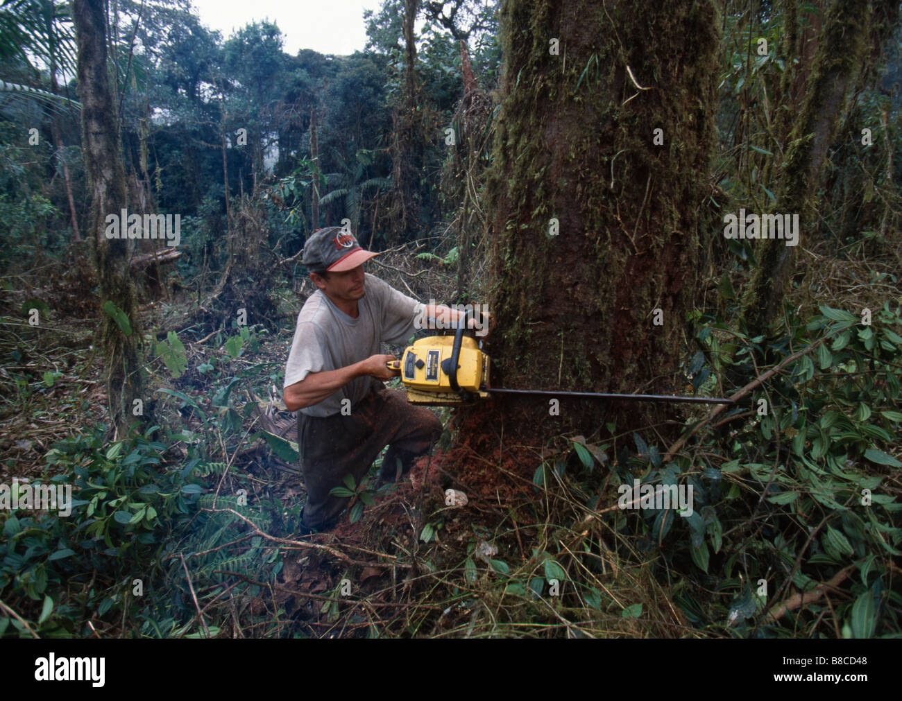 American felling hi-res stock photography and images - Alamy