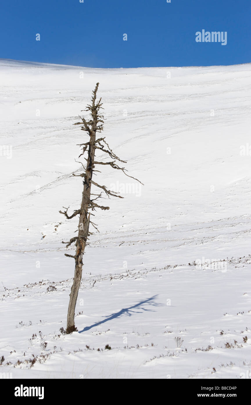 Dead Scots Pine tree, a remnant of the Caledonian Forest in Glen Stock ...