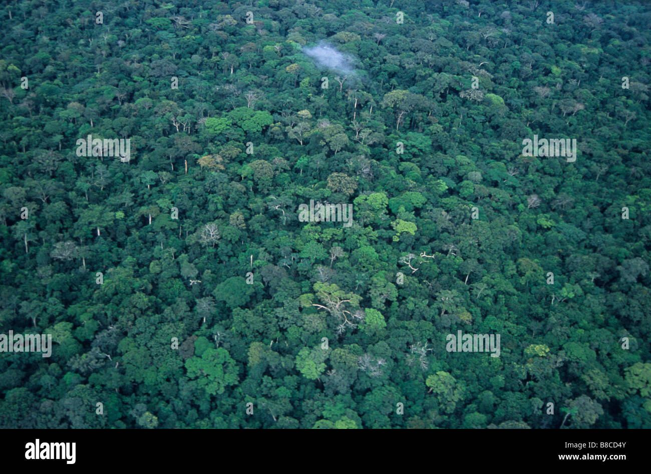 Undisturbed Rain Forest canopy Stock Photo - Alamy