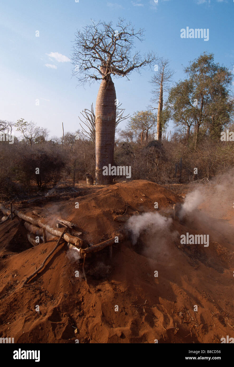 Charcoal trees hi-res stock photography and images - Alamy