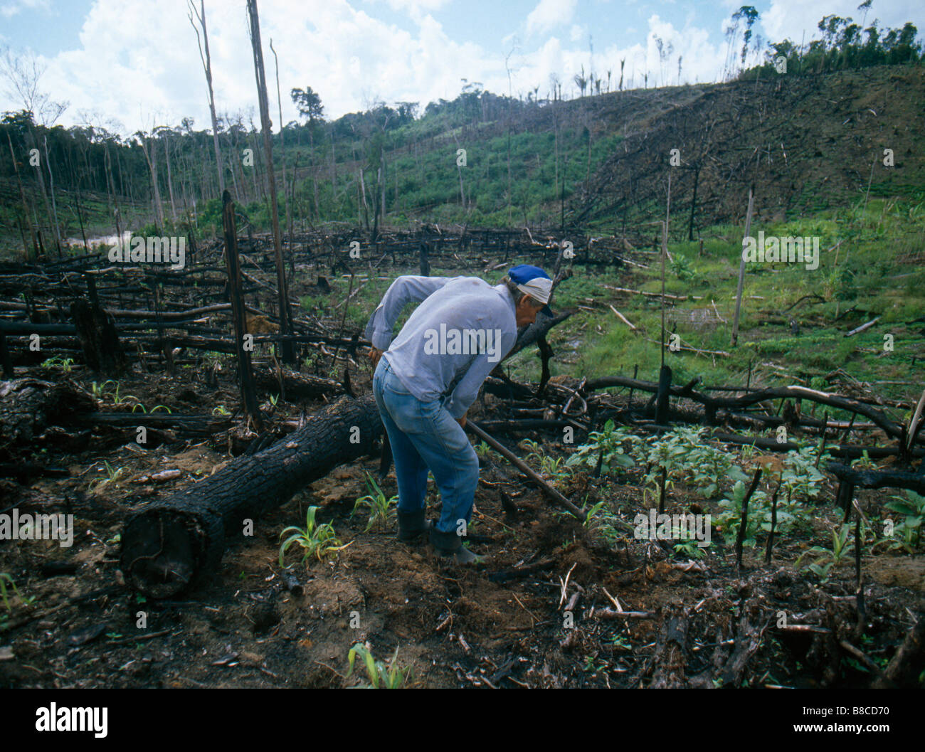 Clearance rainforest hi-res stock photography and images - Alamy