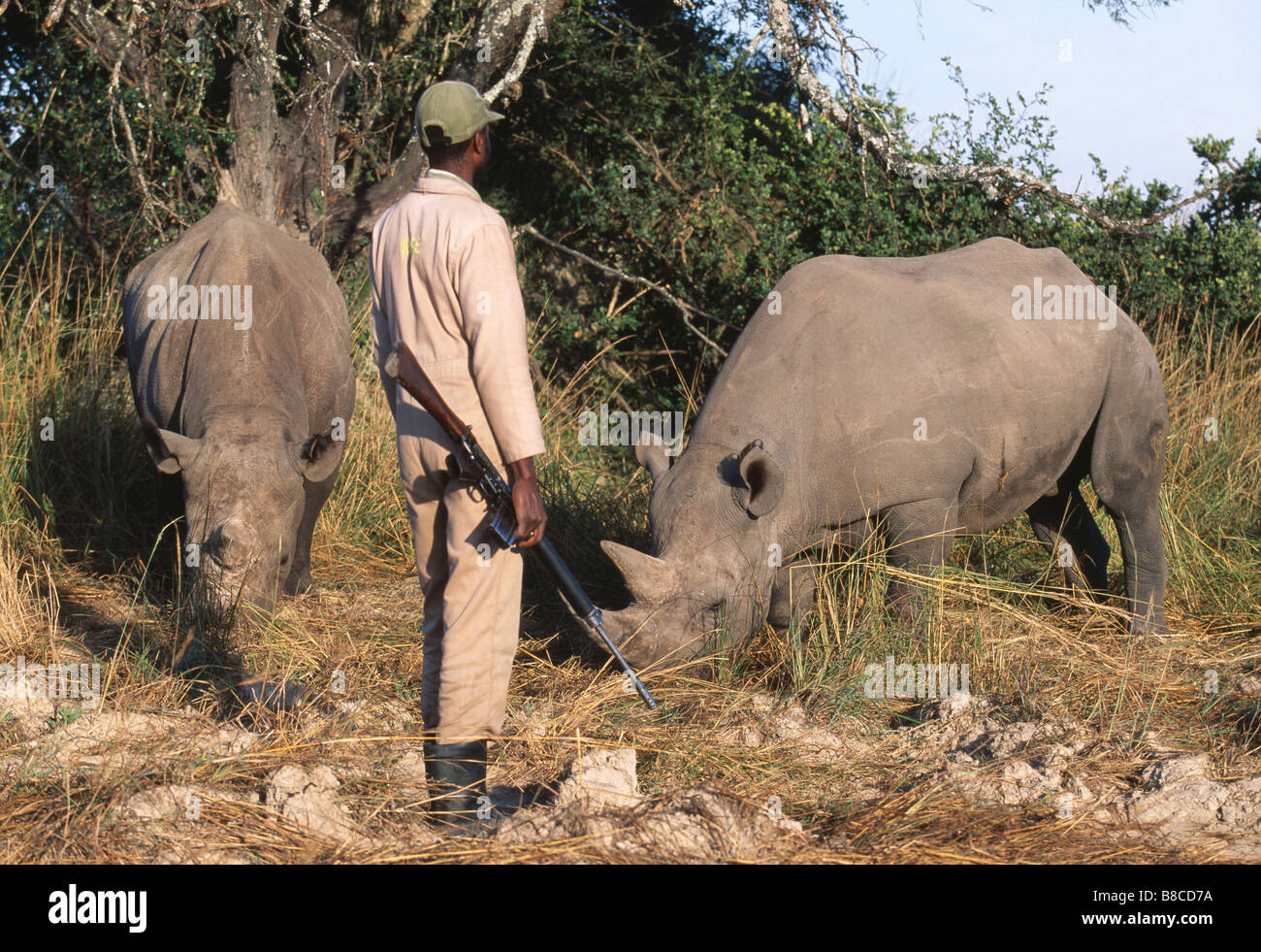RHINO under guard Stock Photo - Alamy