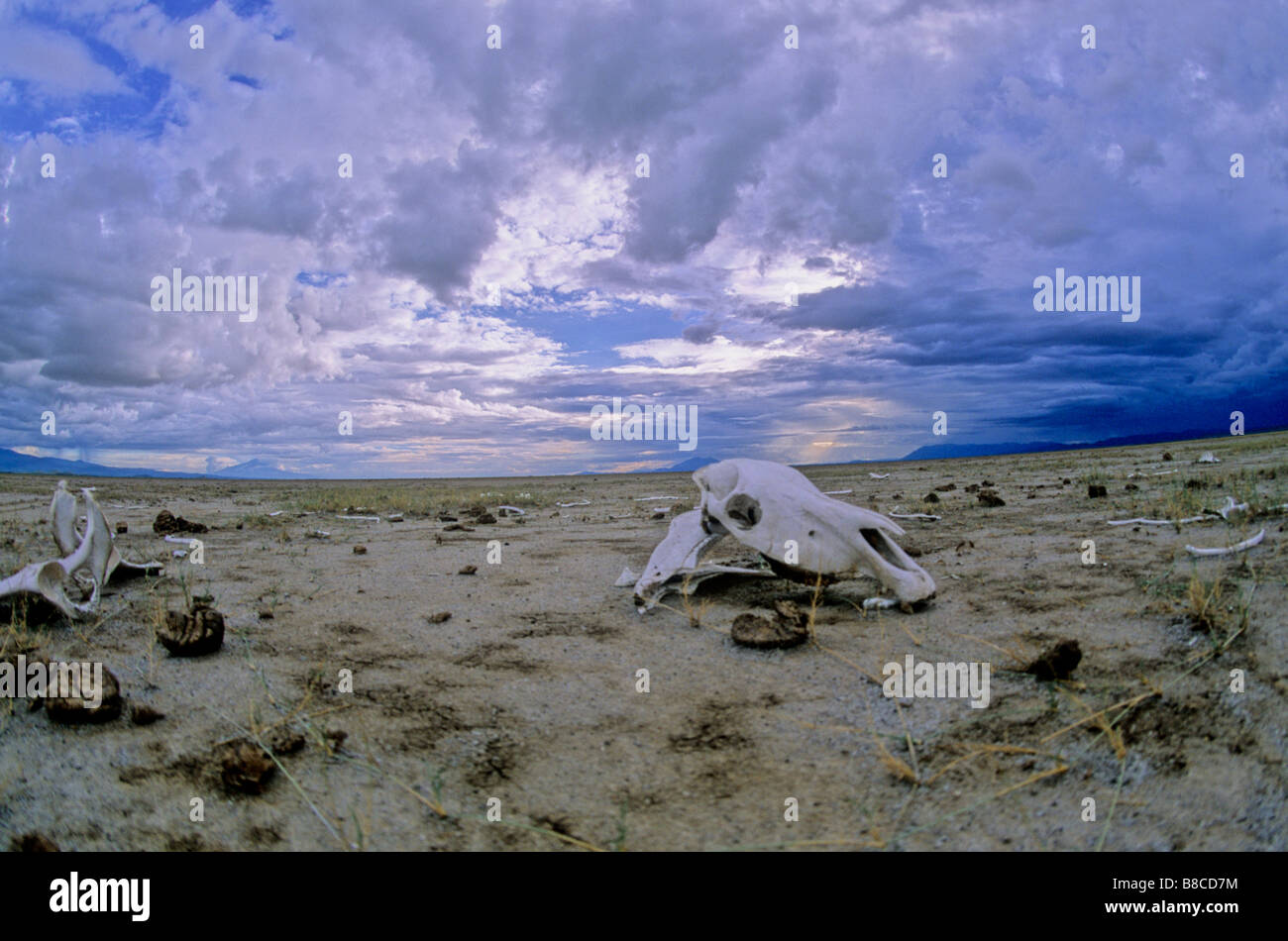 Zebra skeleton hi-res stock photography and images - Alamy